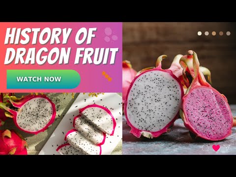 ᐉ History of dragon fruit - A Complete Beginner's Guide