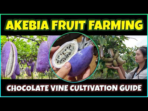 ᐉ How To Grow Akebia Quinata From Seed - A Complete Beginner's Guide
