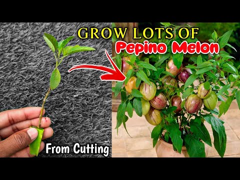 ᐉ How To Grow Pepino Melon - Exotic fruits and vegetables