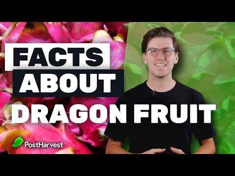 ᐉ History of dragon fruit - A Complete Beginner's Guide