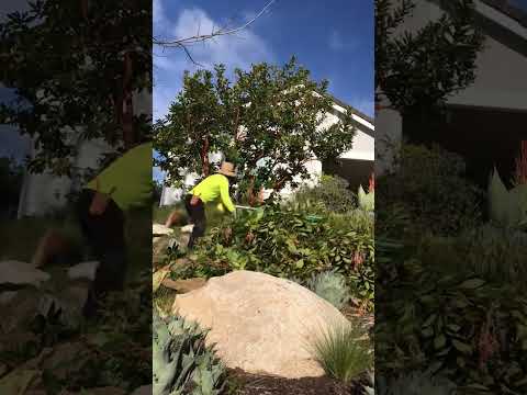 ᐉ How to prune strawberry tree? - A Complete Beginner's Guide