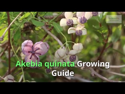 ᐉ Akebia Quinata Seeds - A Complete Beginner's Guide