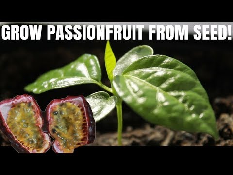 ᐉ How To Use Granadilla Fruit - A Complete Beginner's Guide