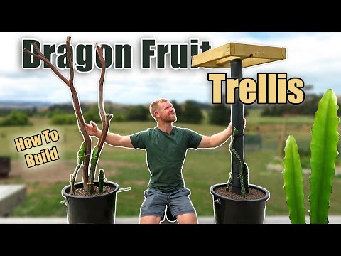 ᐉ Trellis for dragon fruit - A Complete Beginner's Guide
