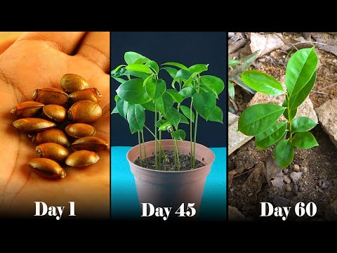 ᐉ How To Grow Soursop From Seeds - A Complete Beginner's Guide