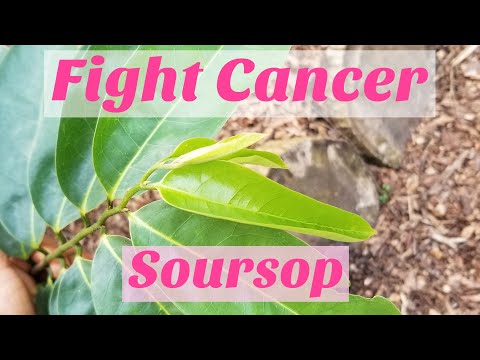 ᐉ How To Use Soursop Leaves - A Complete Beginner's Guide