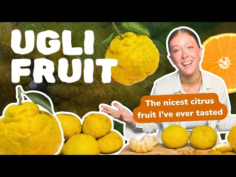 ᐉ Growing Ugli Fruit - Exotic fruits and vegetables