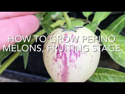 ᐉ How To Grow Pepino Melon - Exotic fruits and vegetables
