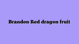 ᐉ Brandon Red Dragon Fruit - Unearthly Tropical Magic