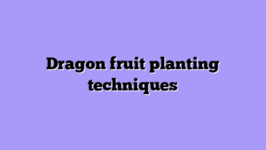 ᐉ Dragon Fruit Cultivation: A Complete Guide for Beginners