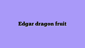 ᐉ The difference between Edgar dragon fruit and other varieties
