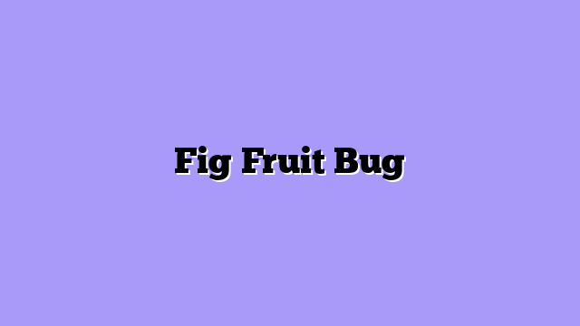 ᐉ Fig Fruit Bug - A Complete Beginner's Guide