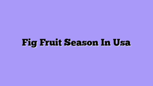 ᐉ Fig Fruit Season In USA - A Complete Beginner's Guide