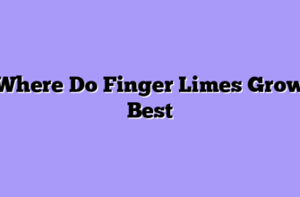 ᐉ Types Of Finger Lime - A Complete Beginner's Guide
