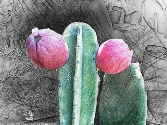 ᐉ Cactus of the Month: Awesome Stenocereus stellatus!