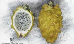 What is this cactus that blooms for just one night? Cereus triangularis